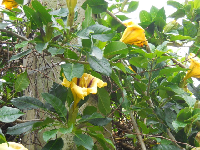Solandra nitida , Natura Mediterraneo | Forum Naturalistico