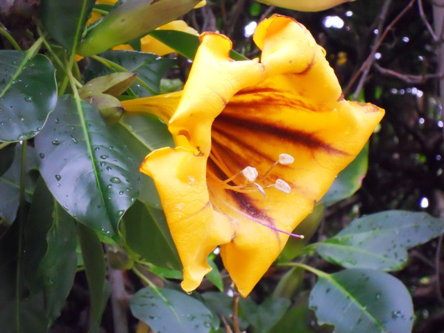 Solandra nitida , Natura Mediterraneo | Forum Naturalistico