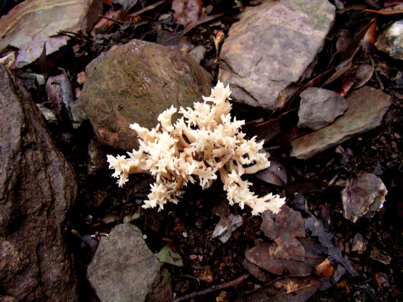 Clavulina cristata , Natura Mediterraneo | Forum Naturalistico