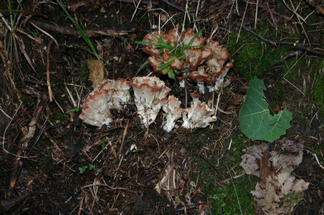 Cotylidia pannosa? (Cotylidia pannosa) , Natura Mediterraneo | Forum ...