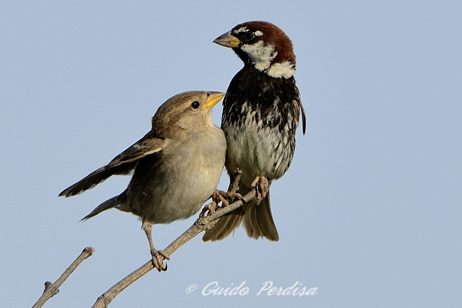 Passera sarda , Natura Mediterraneo | Forum Naturalistico