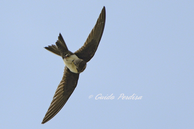 Rondoni , Natura Mediterraneo | Forum Naturalistico