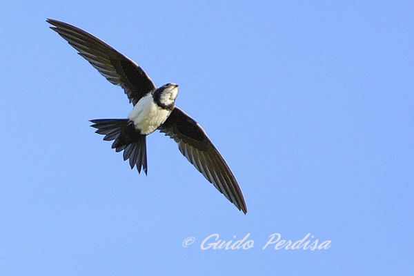 Rondoni , Natura Mediterraneo | Forum Naturalistico