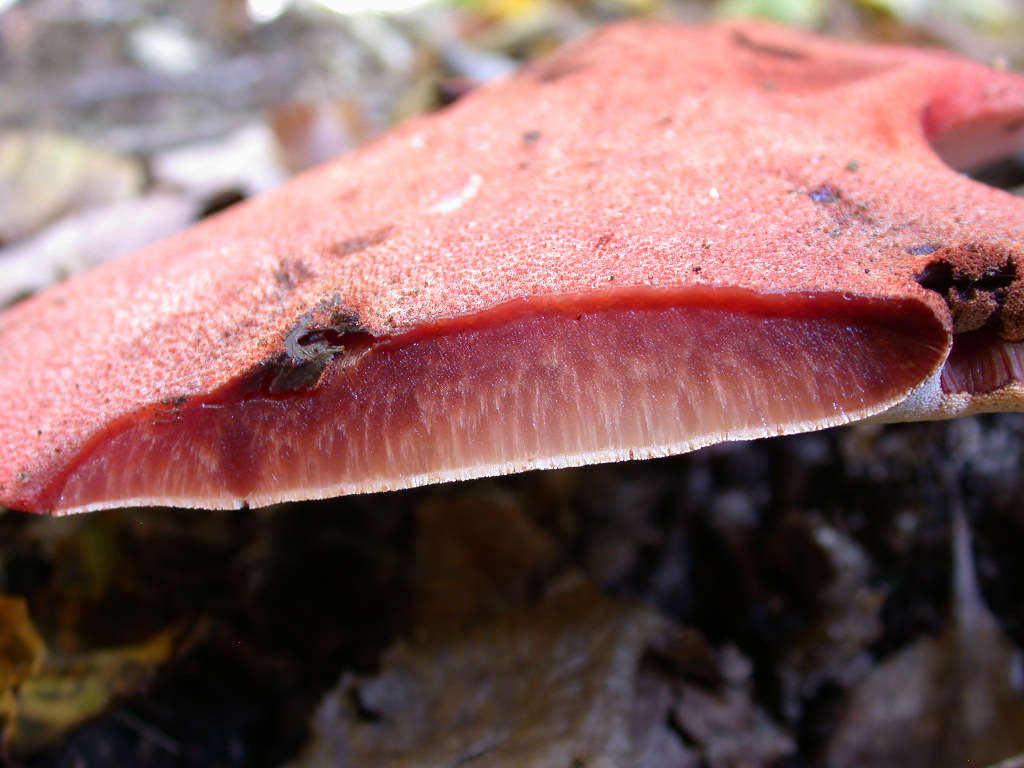 Fistulina hepatica? , Natura Mediterraneo | Forum Naturalistico
