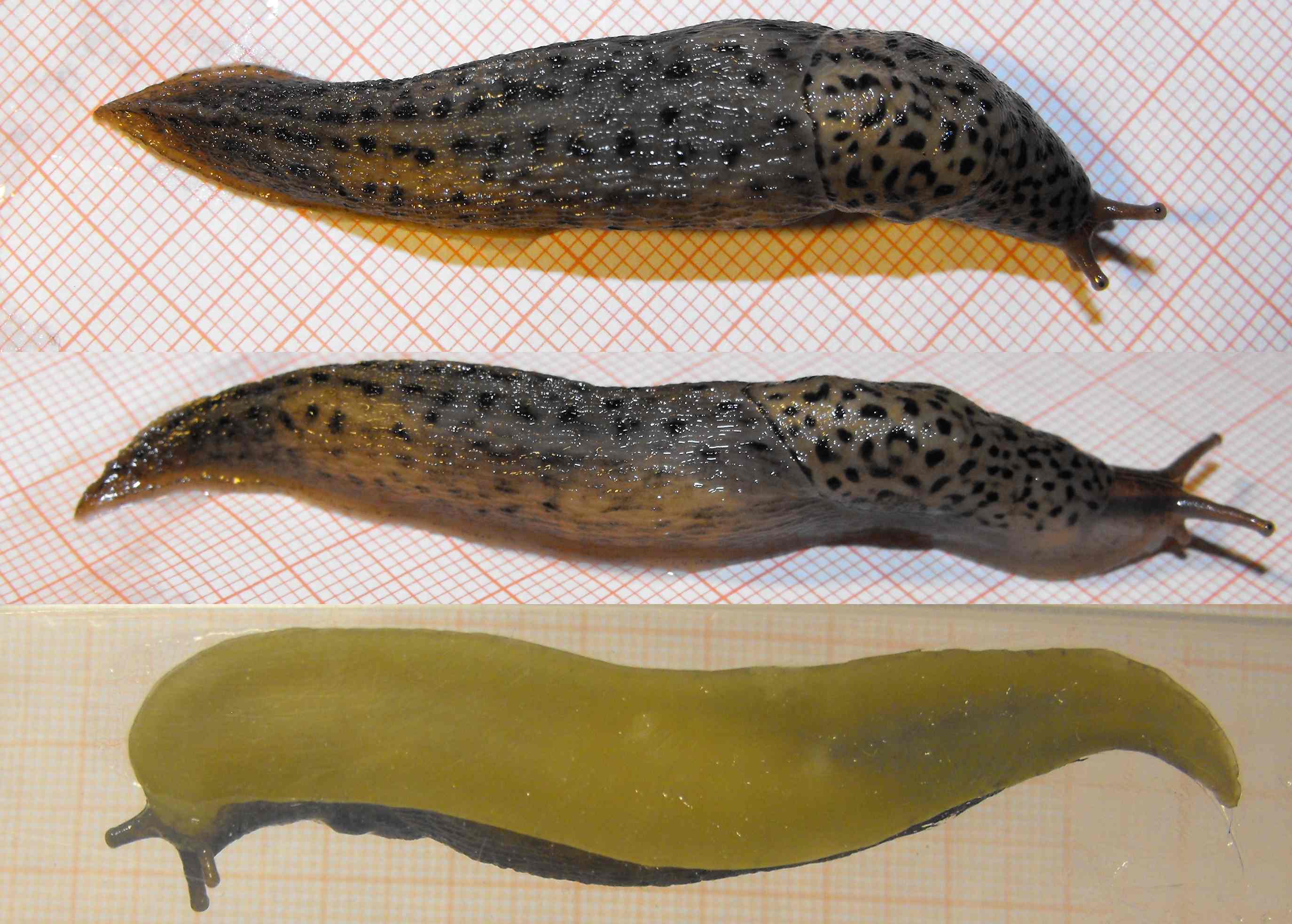 Le Limax in Italia (3) - Limax psarus Bourguignat 1861 , Natura ...