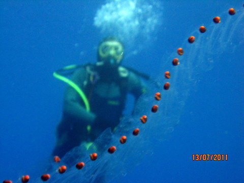 Thalia democratica , Natura Mediterraneo | Forum Naturalistico