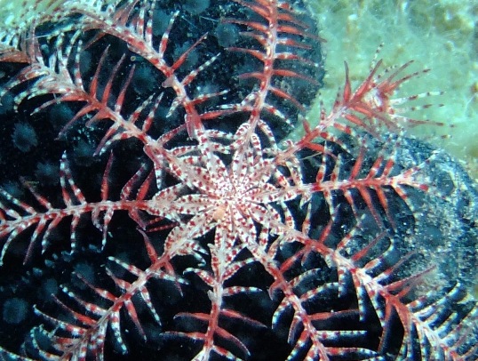 Anthedon mediterranea - macro , Natura Mediterraneo | Forum Naturalistico