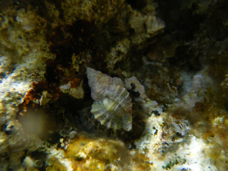 Ocenebra erinacea , Natura Mediterraneo | Forum Naturalistico