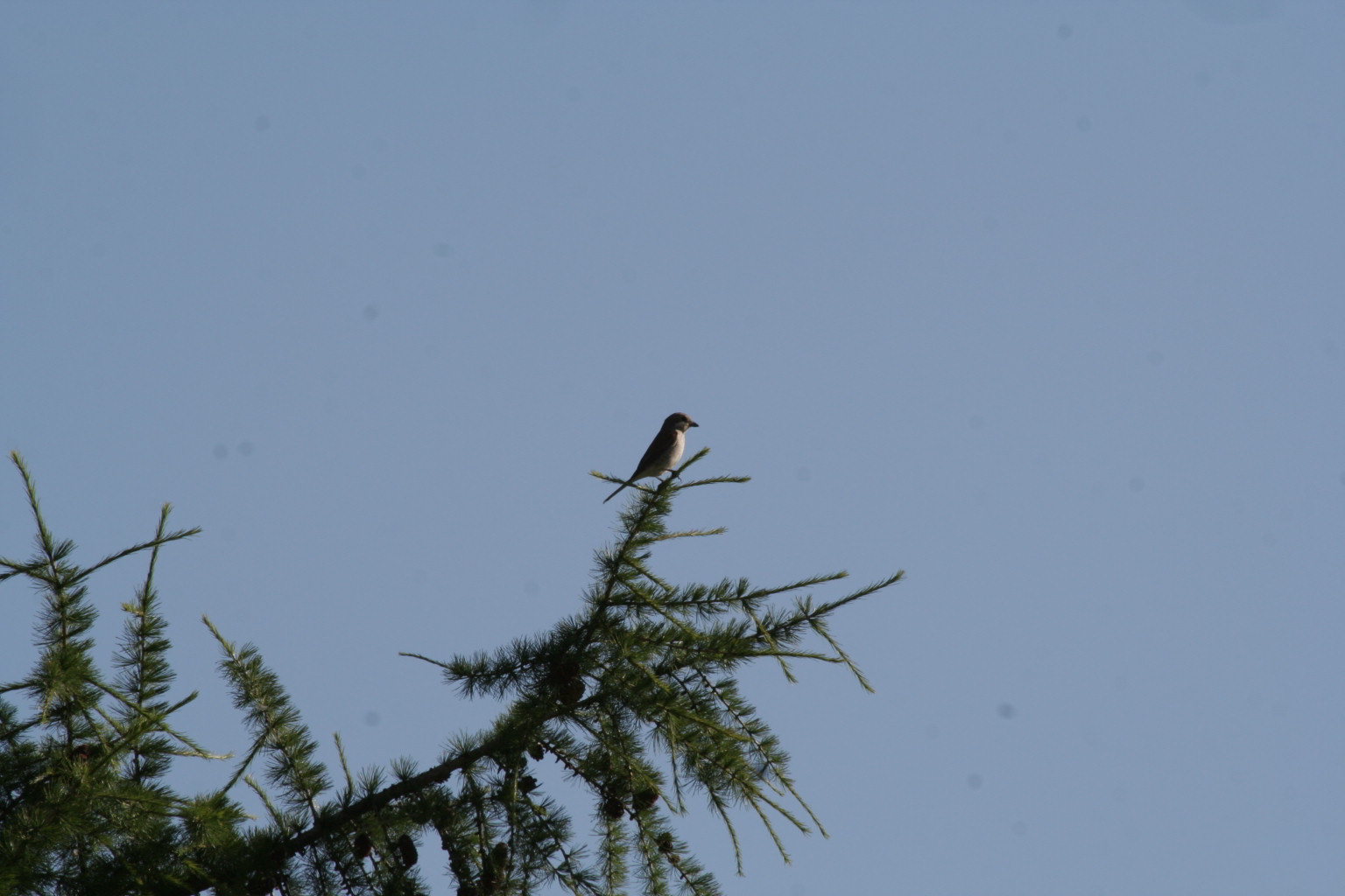uccellino fiammazzo , Natura Mediterraneo | Forum Naturalistico