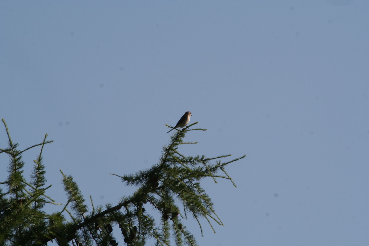 uccellino fiammazzo , Natura Mediterraneo | Forum Naturalistico
