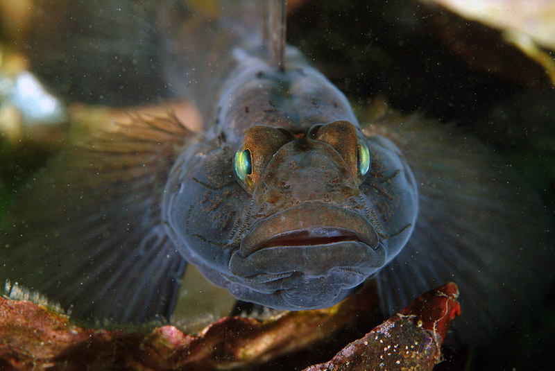 Gobidi , Natura Mediterraneo | Forum Naturalistico
