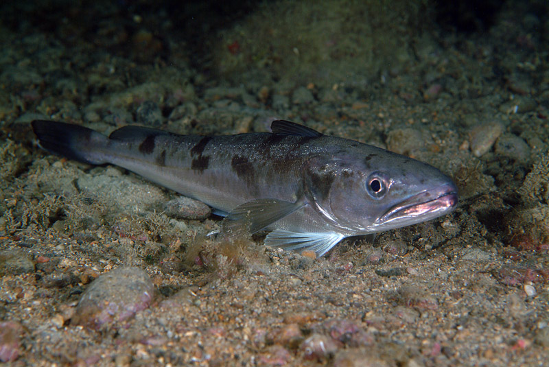 Merluccius merluccius (Linnaeus, 1758) , Natura Mediterraneo | Forum ...