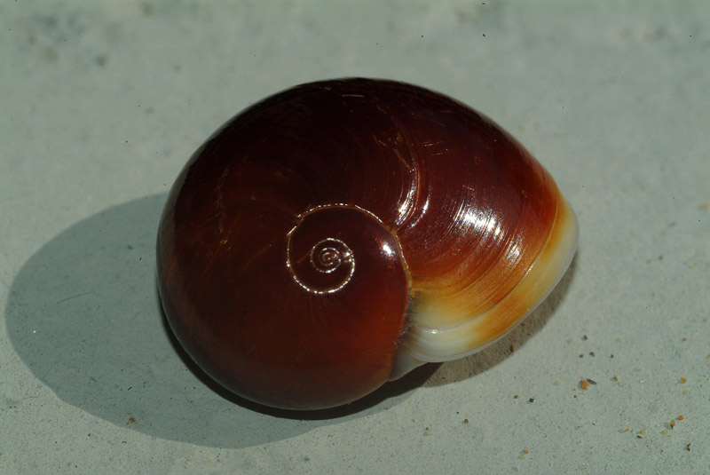 Natica , Natura Mediterraneo | Forum Naturalistico