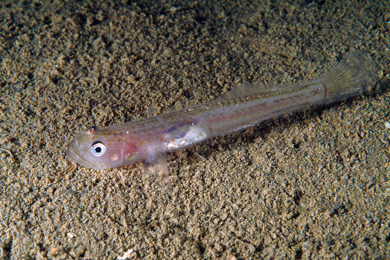 Gobide da determinare 16-06-10 (Aphia minuta) , Natura Mediterraneo ...