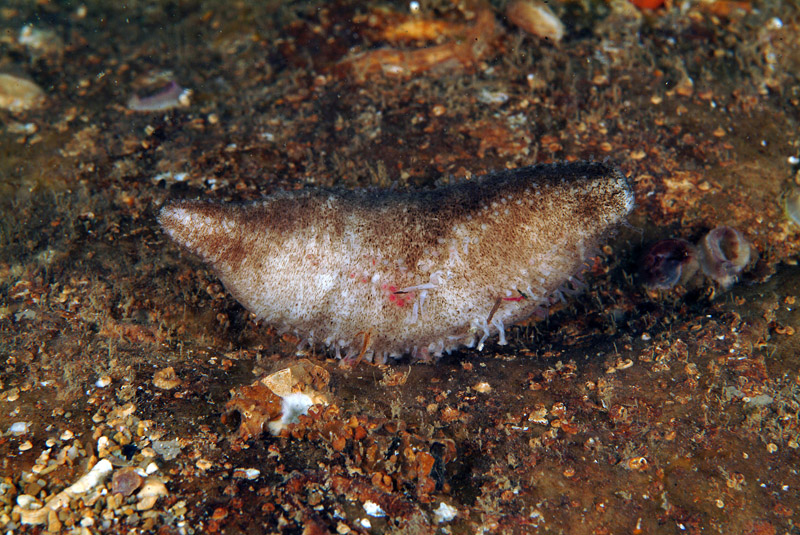 Ocnus cf. grubei , Natura Mediterraneo | Forum Naturalistico