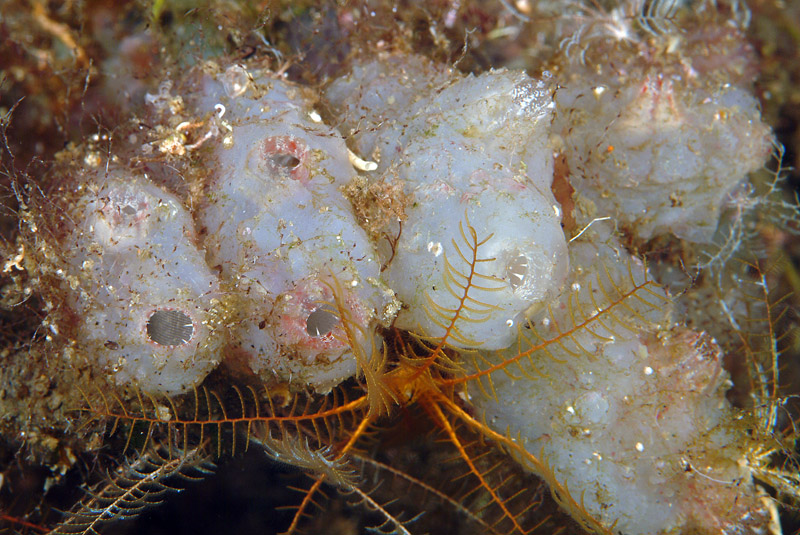 Styela plicata , Natura Mediterraneo | Forum Naturalistico