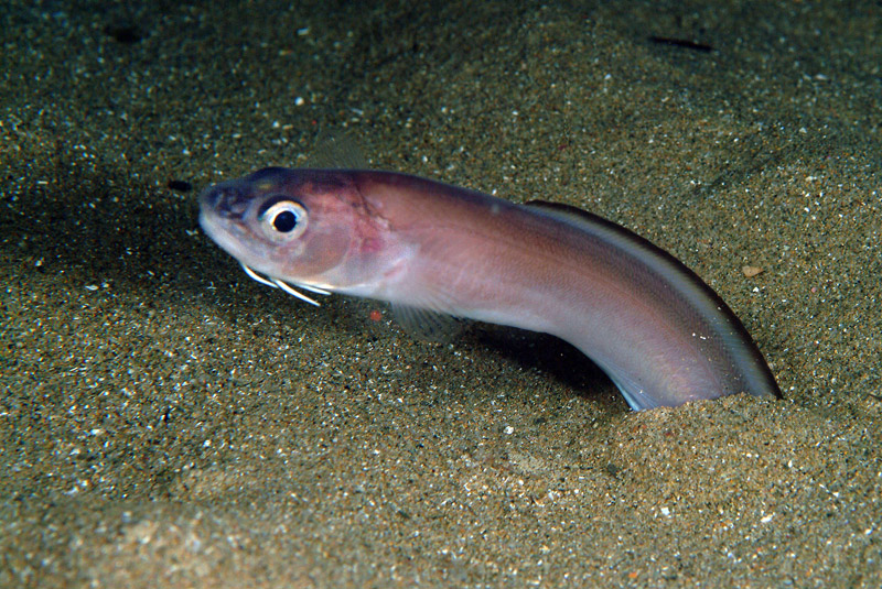 Ophidion barbatum , Natura Mediterraneo | Forum Naturalistico