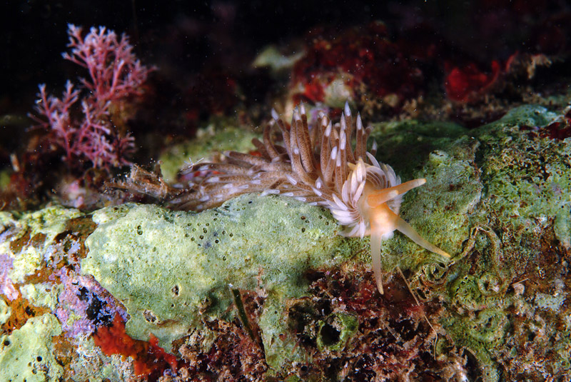 Aeolidiella alderi , Natura Mediterraneo | Forum Naturalistico