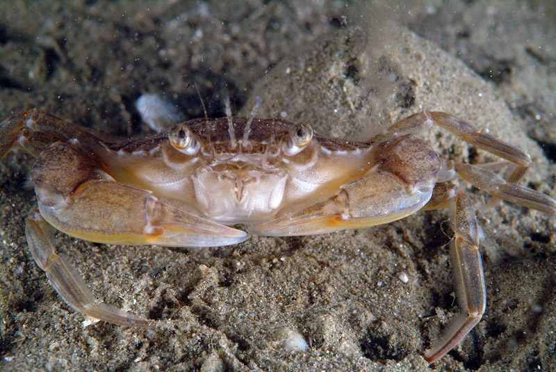Liocarcinus sp. , Natura Mediterraneo | Forum Naturalistico