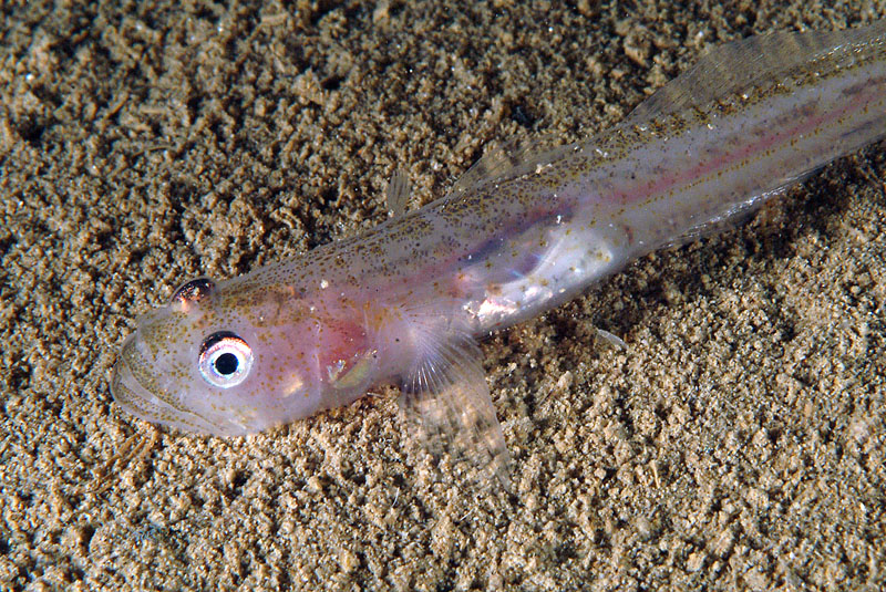 Gobide da determinare 16-06-10 (Aphia minuta) , Natura Mediterraneo ...