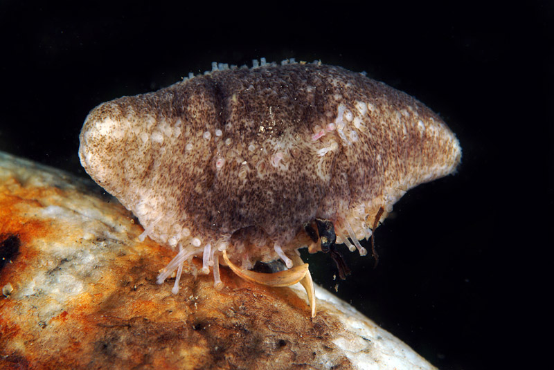 Ocnus cf. grubei , Natura Mediterraneo | Forum Naturalistico