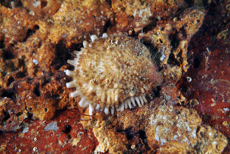 Chamidae – Jewel Boxes – Hewan