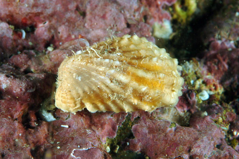 Cardita calyculata , Natura Mediterraneo | Forum Naturalistico