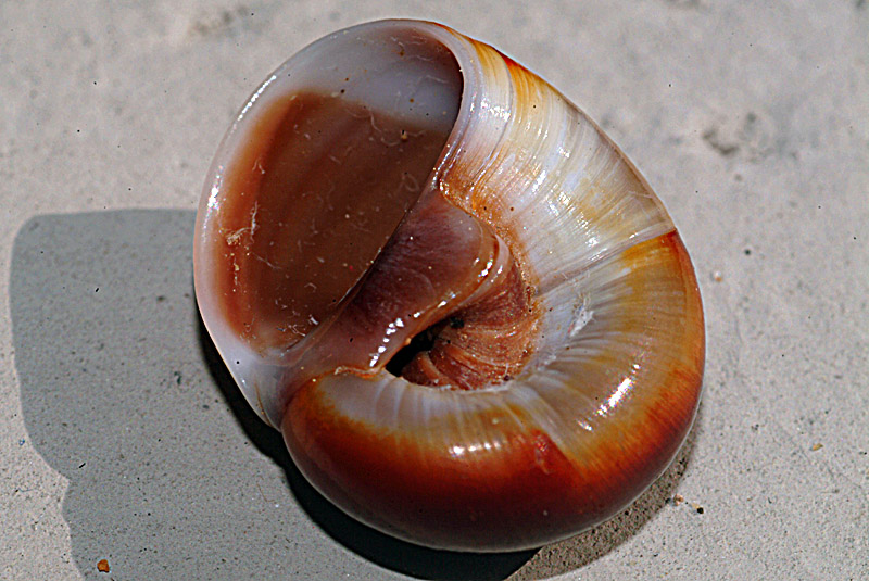 Natica , Natura Mediterraneo | Forum Naturalistico