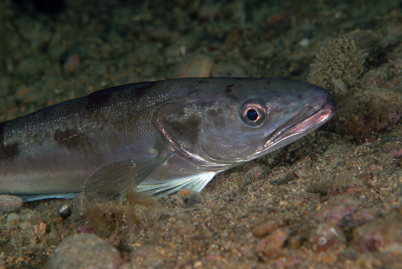 Merluccius merluccius (Linnaeus, 1758) , Natura Mediterraneo | Forum ...