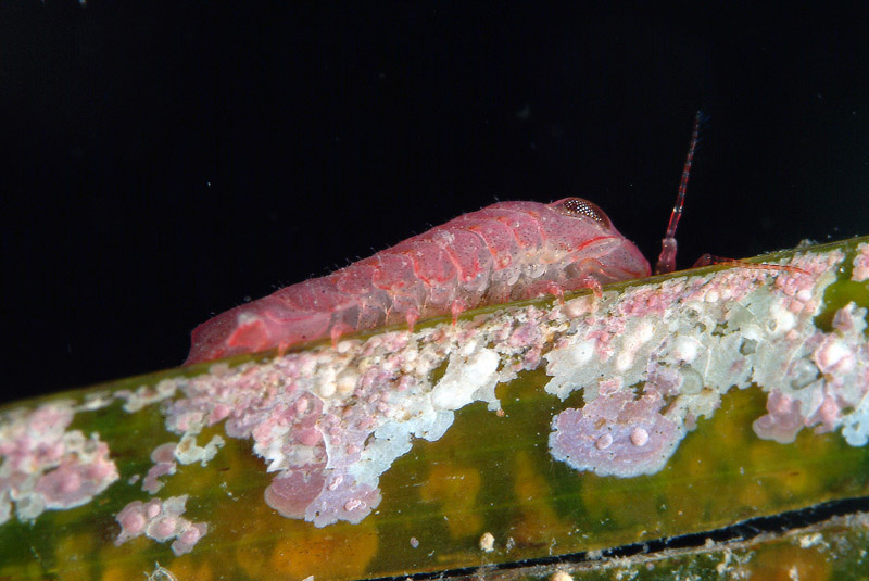 Paracerceis sp. , Natura Mediterraneo | Forum Naturalistico