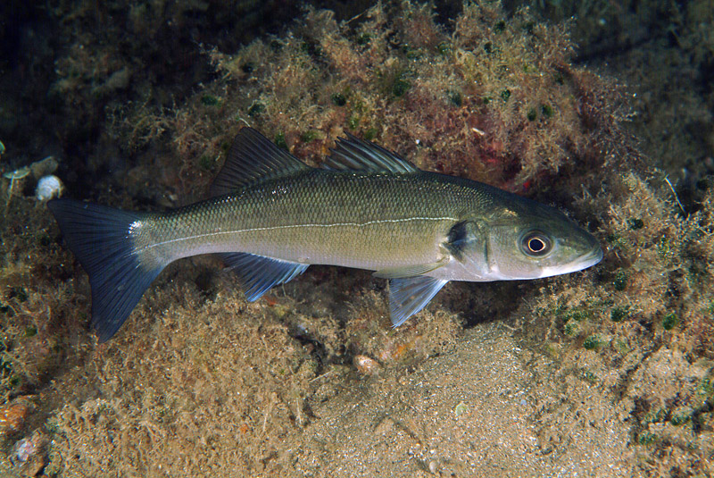 Dicentrarchus labrax (Linnaeus, 1758) , Natura Mediterraneo | Forum ...