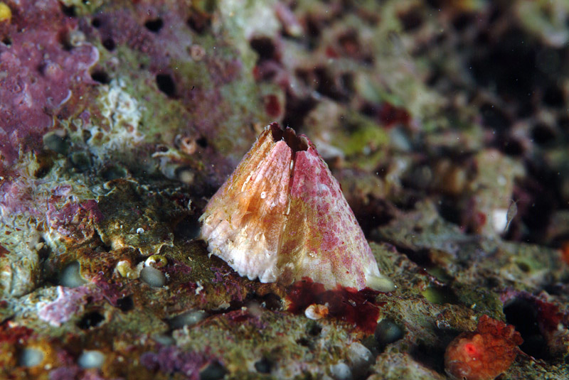 Balani , Natura Mediterraneo | Forum Naturalistico