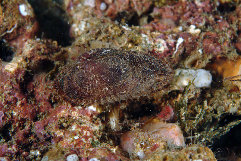 Barbatia barbata , Natura Mediterraneo | Forum Naturalistico