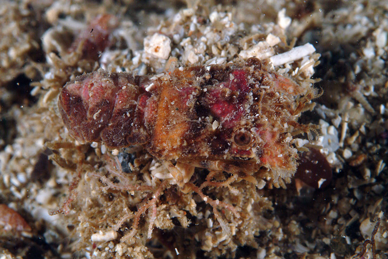 Scyllarides latus e Scyllarus pygmaeus , Natura Mediterraneo | Forum ...