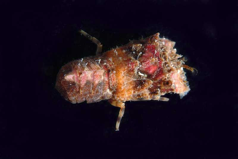 Scyllarides latus e Scyllarus pygmaeus , Natura Mediterraneo | Forum ...