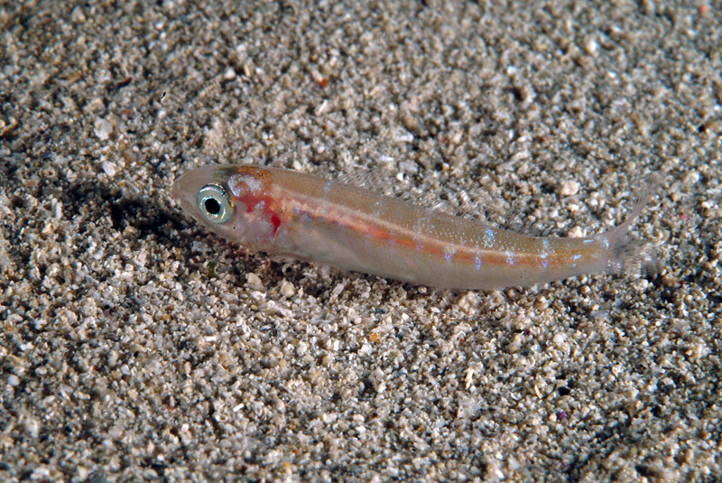juvenile Boops boops , Natura Mediterraneo | Forum Naturalistico