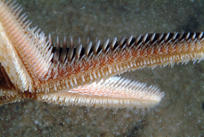 Astropecten platyacanthus , Natura Mediterraneo | Forum Naturalistico