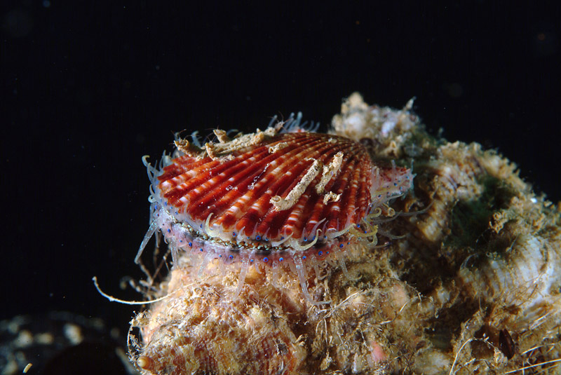 Chlamys opercularis , Natura Mediterraneo | Forum Naturalistico