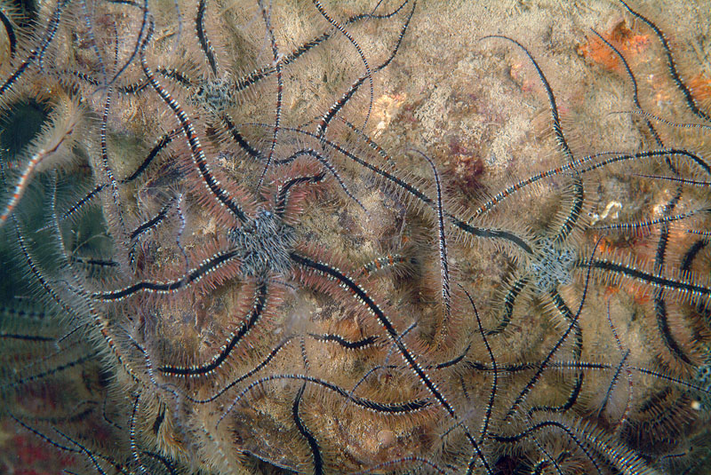 Ophiothrix fragilis (Abildgaard, in O.F. Müller, 1789) , Natura ...