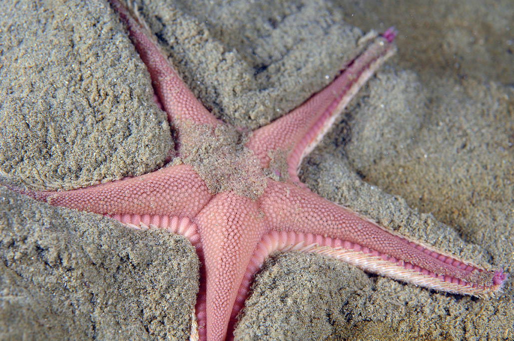 Astropecten irregularis pentacanthus , Natura Mediterraneo | Forum ...