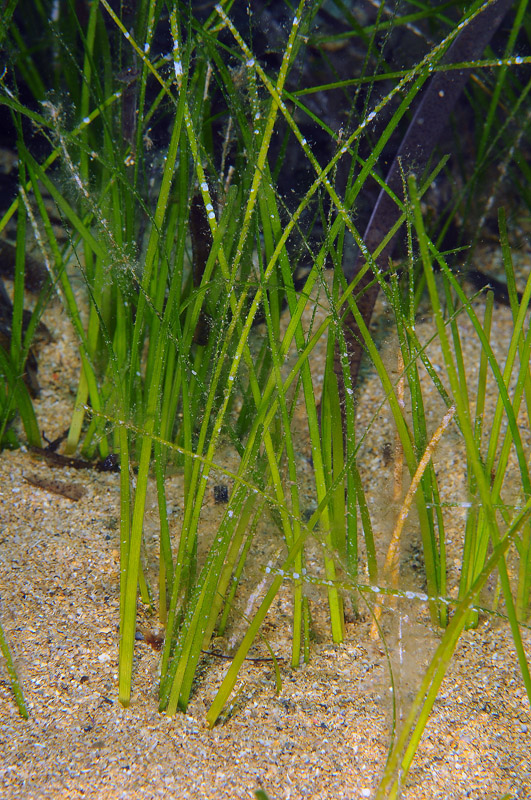 Cymodocea o Zostera ? , Natura Mediterraneo | Forum Naturalistico