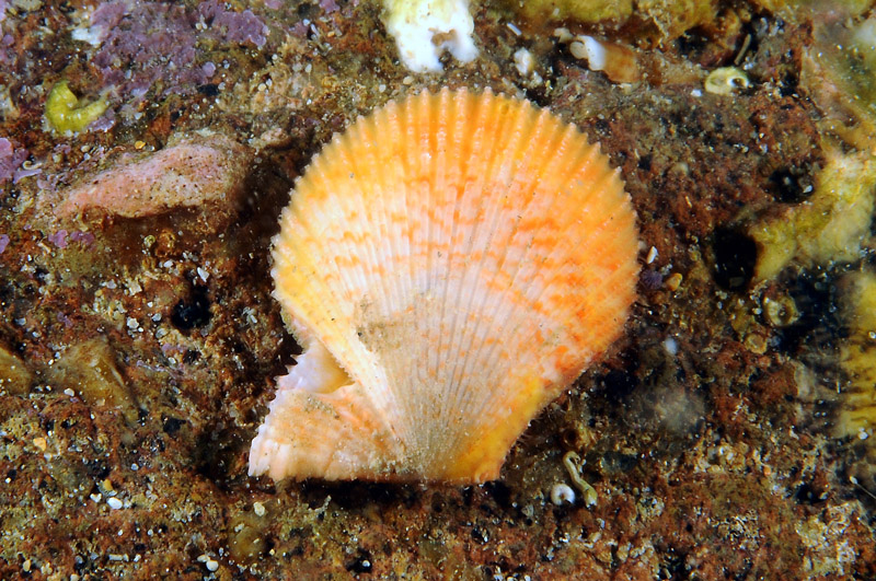 Chlamys , Natura Mediterraneo | Forum Naturalistico