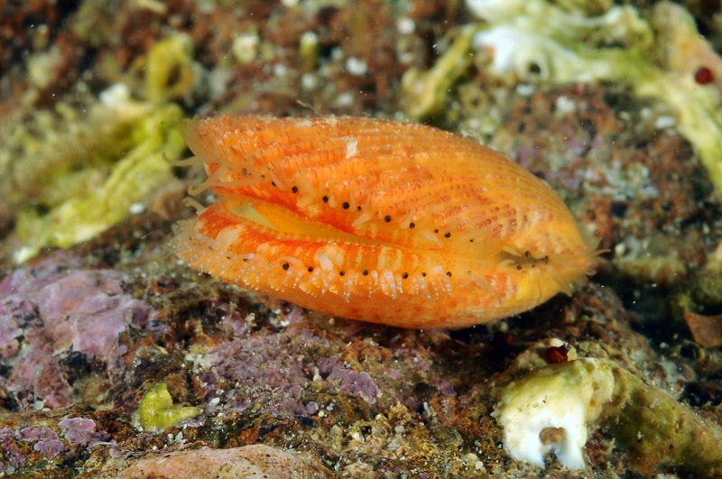 Chlamys , Natura Mediterraneo | Forum Naturalistico