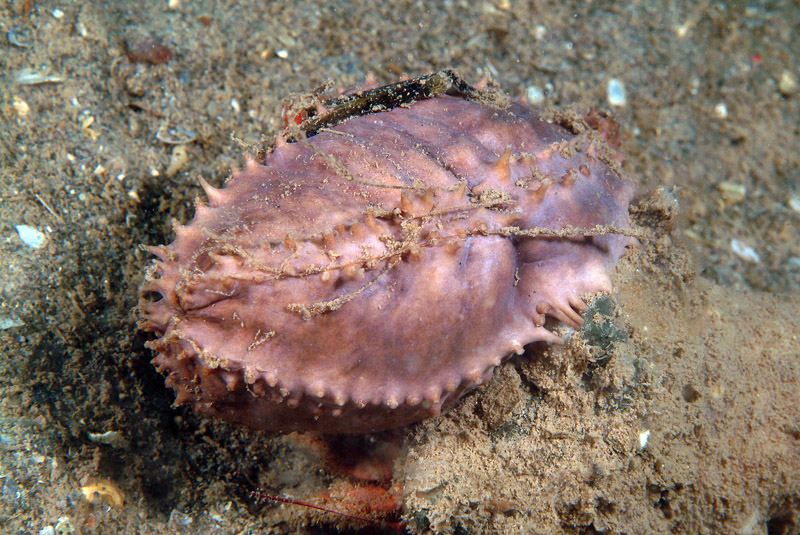 Ocnus cf. grubei , Natura Mediterraneo | Forum Naturalistico
