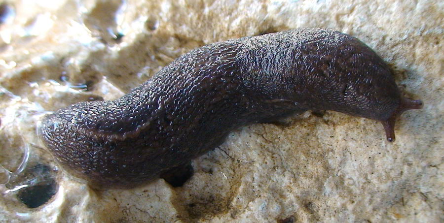 Ancora Limax dai Lucretili (RM) , Natura Mediterraneo | Forum Naturalistico