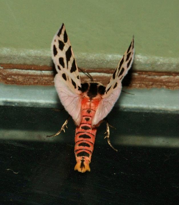 Falena leopardata..Cymbalophora pudica , Natura Mediterraneo | Forum ...
