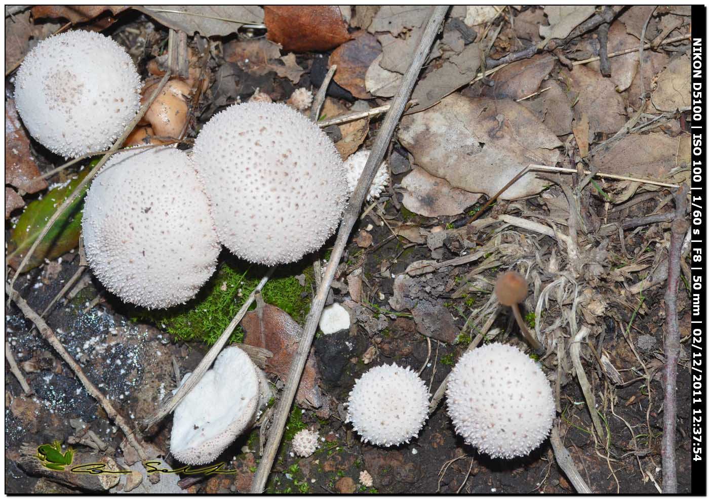 Vescia da determinare , Natura Mediterraneo | Forum Naturalistico