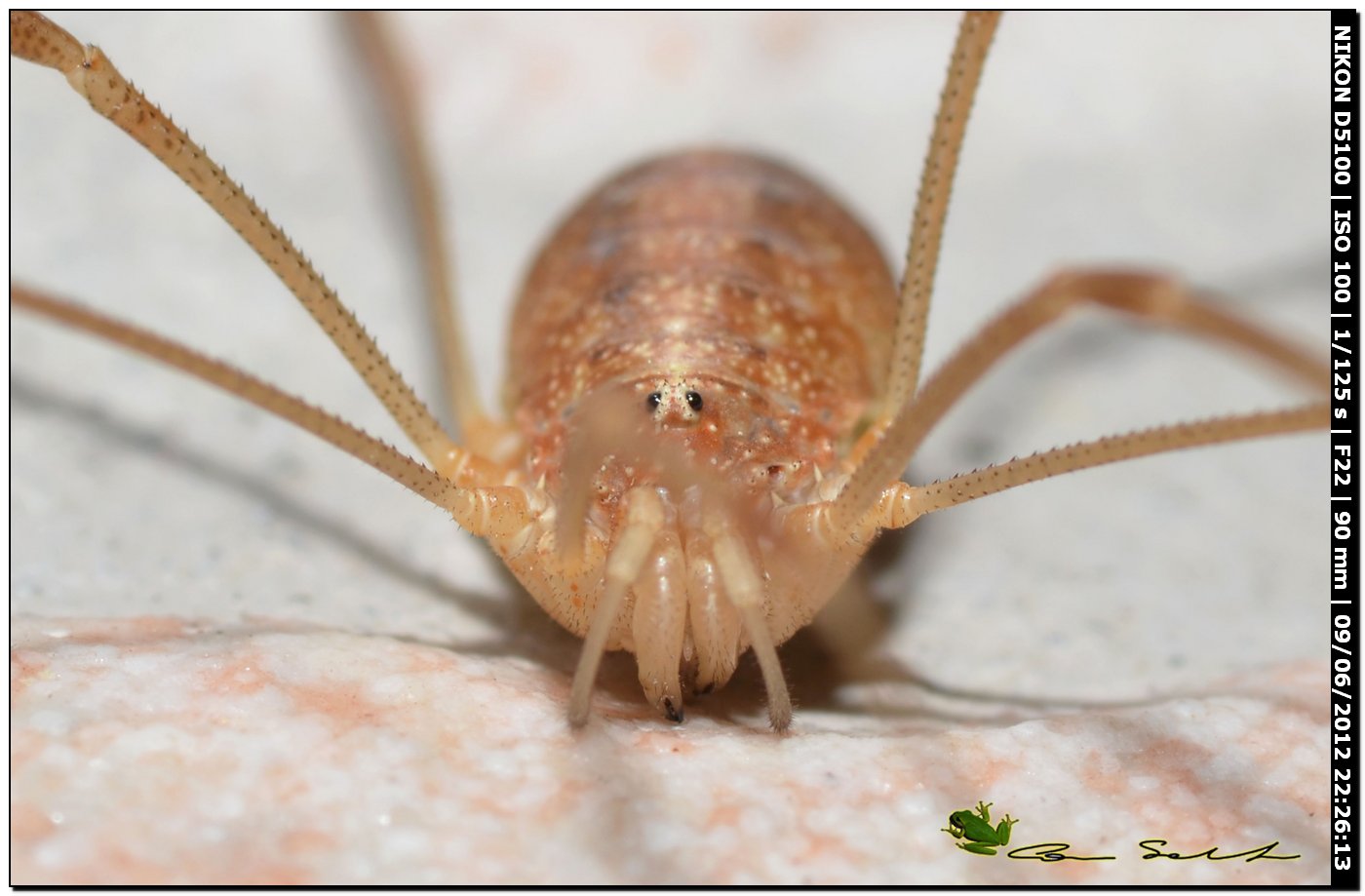 Opilione da Usini 144 , Natura Mediterraneo | Forum Naturalistico