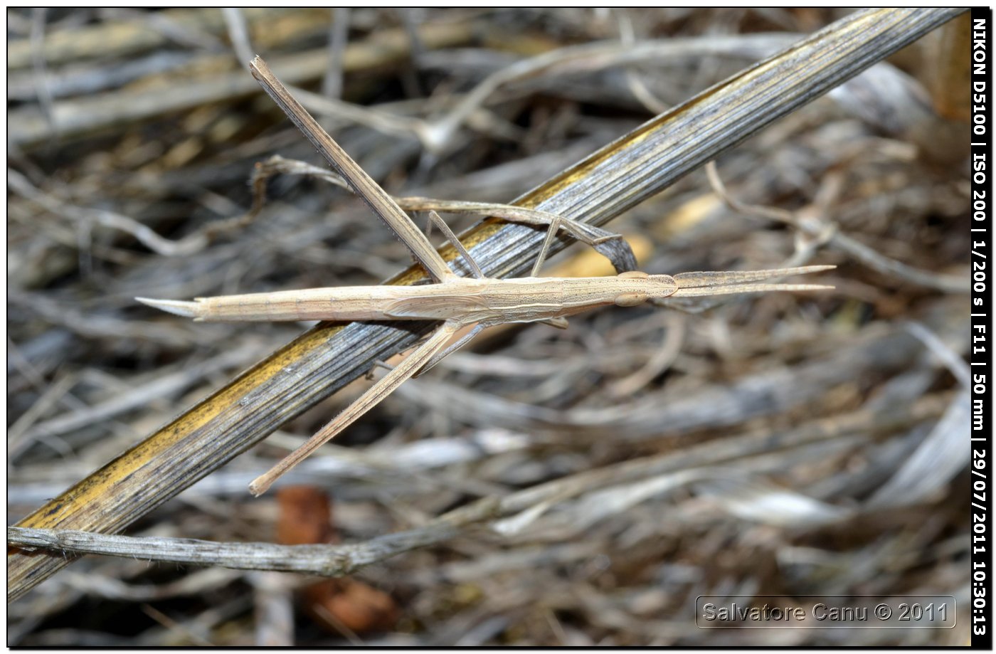 Acrida cinerea? No. A. ungarica mediterranea , Natura Mediterraneo ...