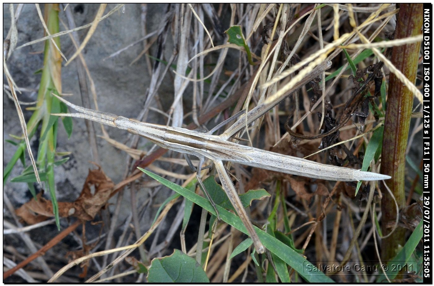 Acrida cinerea? No. A. ungarica mediterranea , Natura Mediterraneo ...